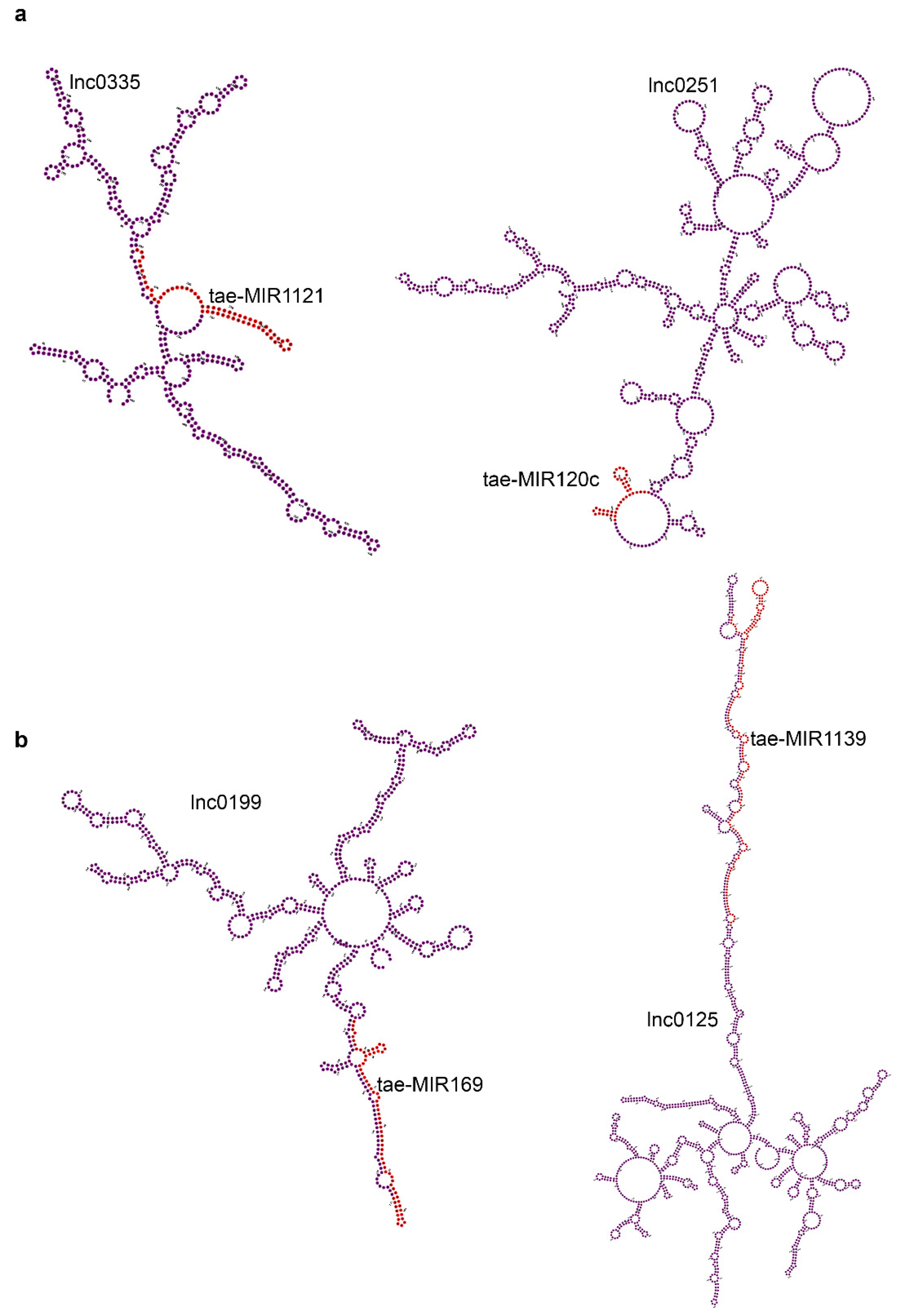 Comprehensive in silico analysis to decipher the role of long non ...