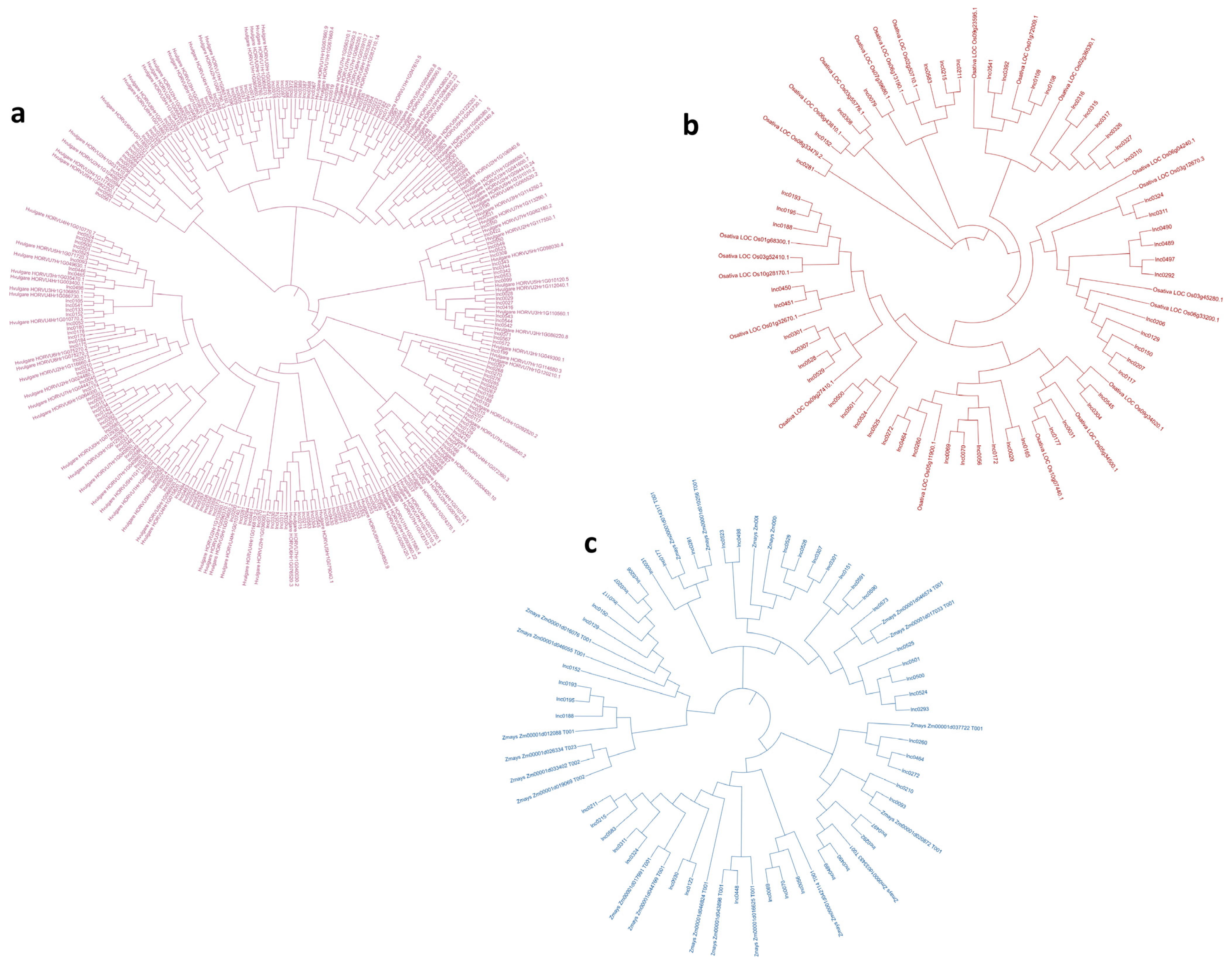 Comprehensive in silico analysis to decipher the role of long non ...