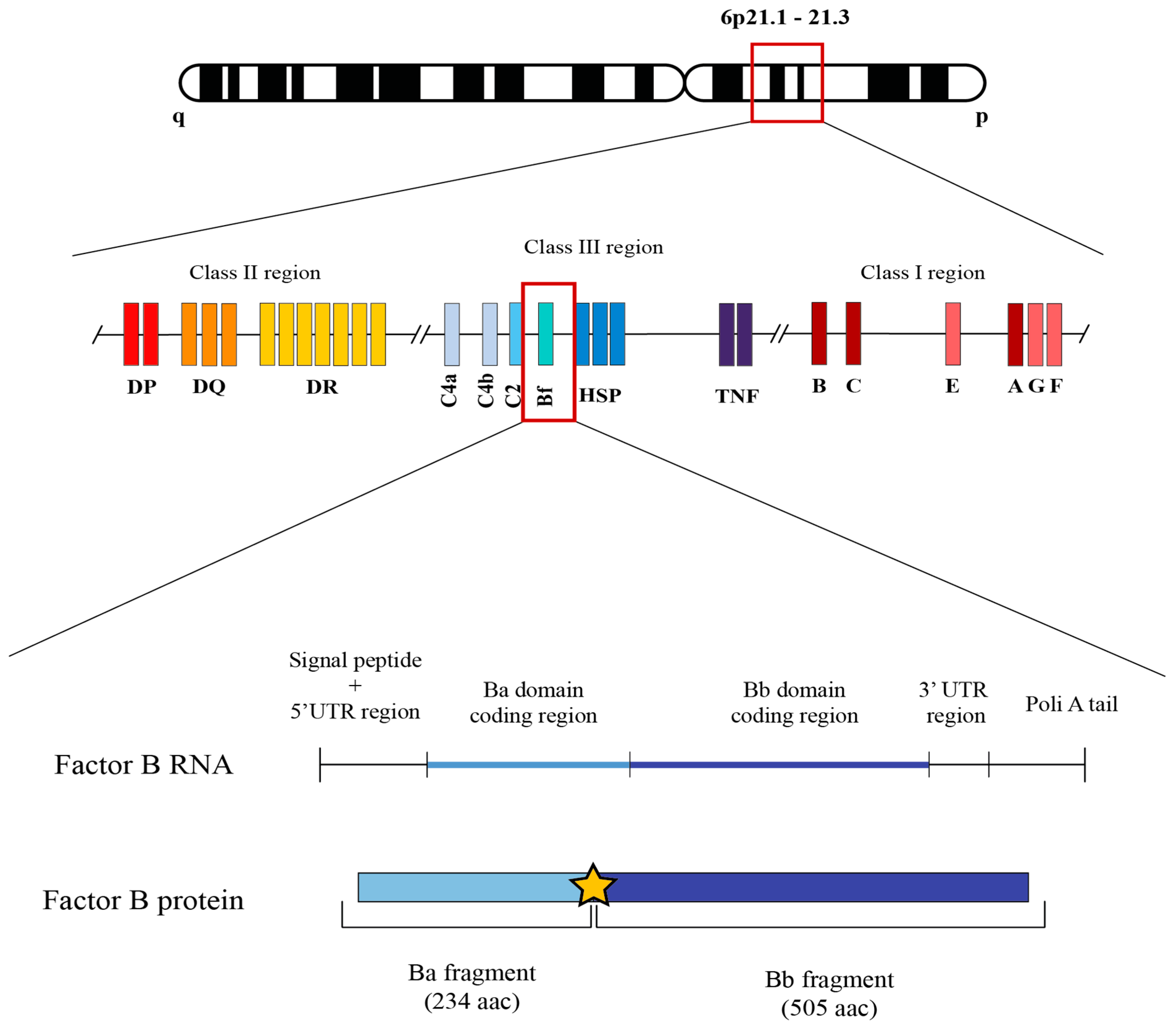 The same human complement Factor B allele of the Major ...