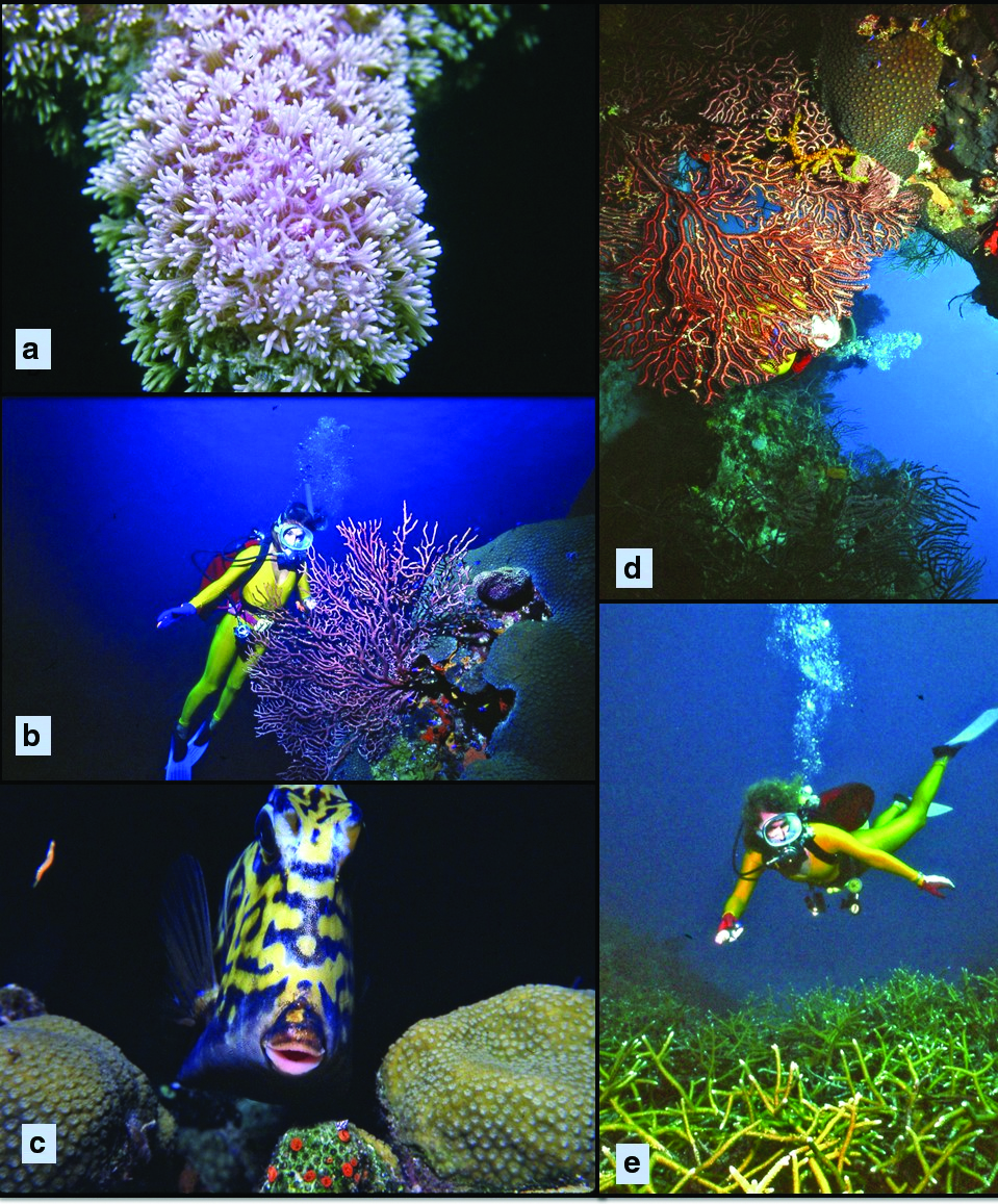 Looking back to see forward: species diversity changes since 1980 on ...