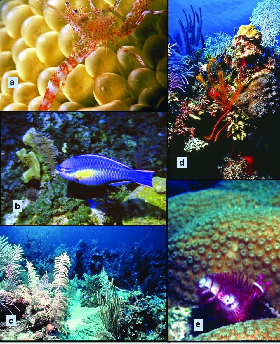 Looking back to see forward: species diversity changes since 1980 on ...