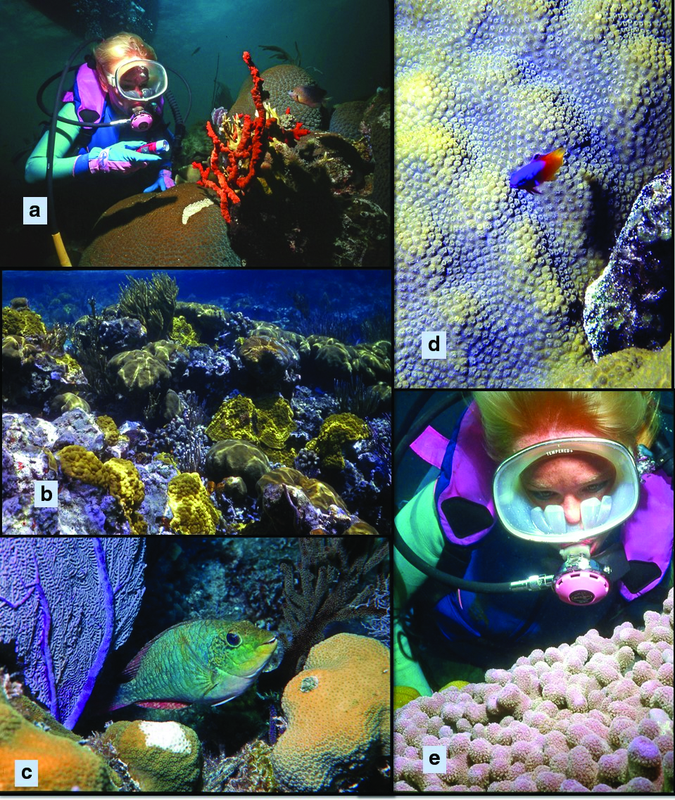 Looking back to see forward: species diversity changes since 1980 on ...