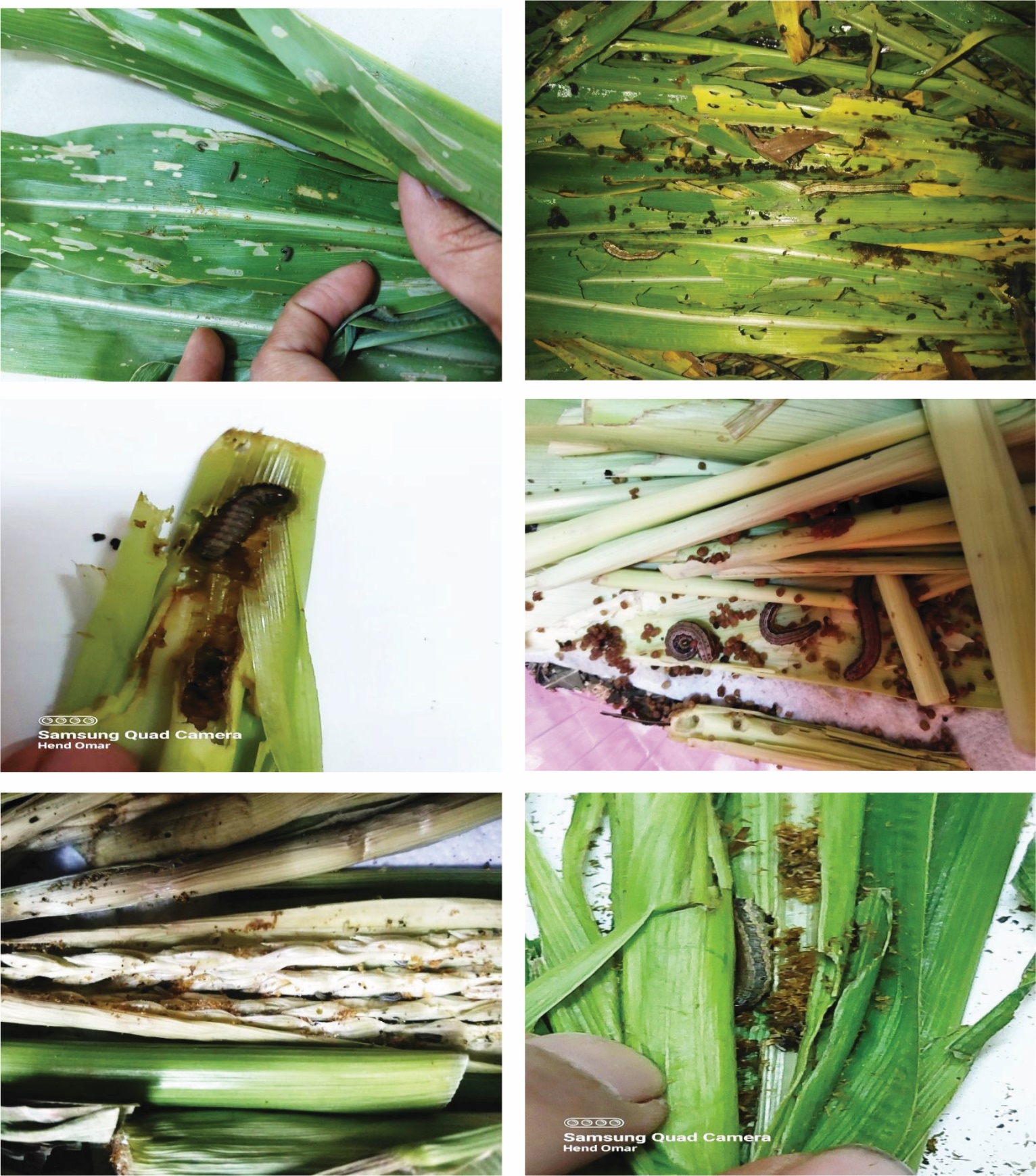 Damage symptoms, development, and reproductive performance of the fall ...