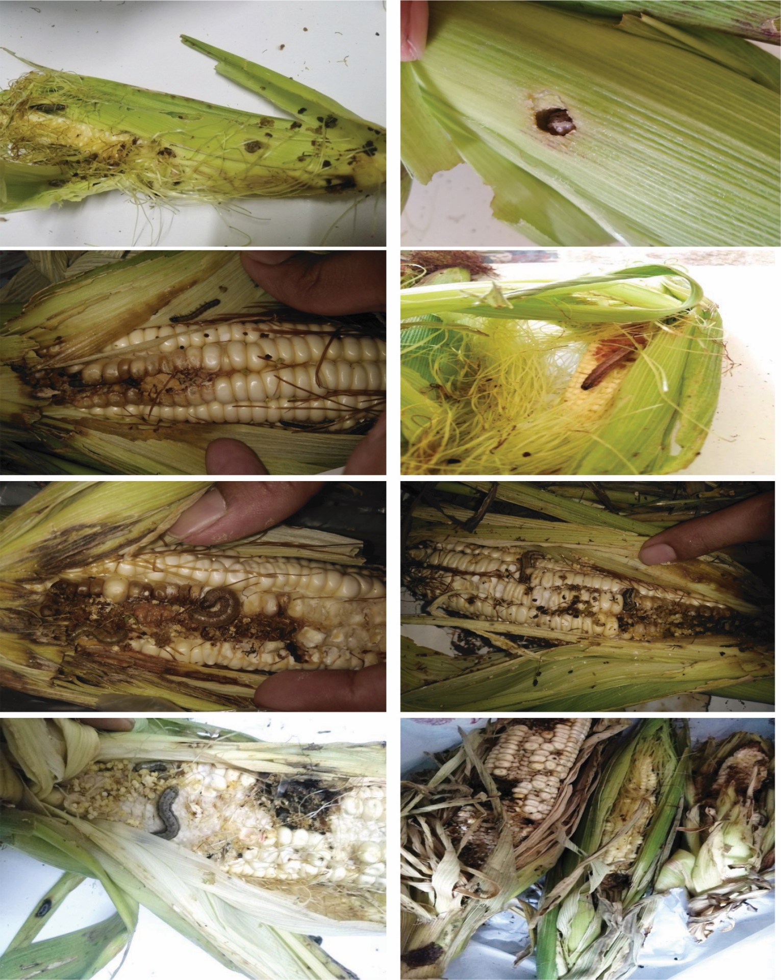 Damage symptoms, development, and reproductive performance of the fall armyworm, Spodoptera ...