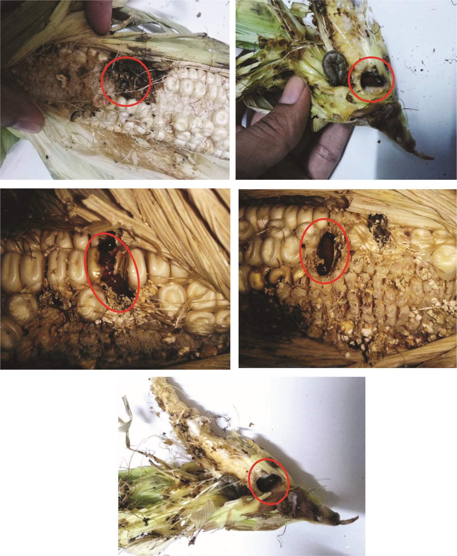 Damage symptoms, development, and reproductive performance of the fall ...