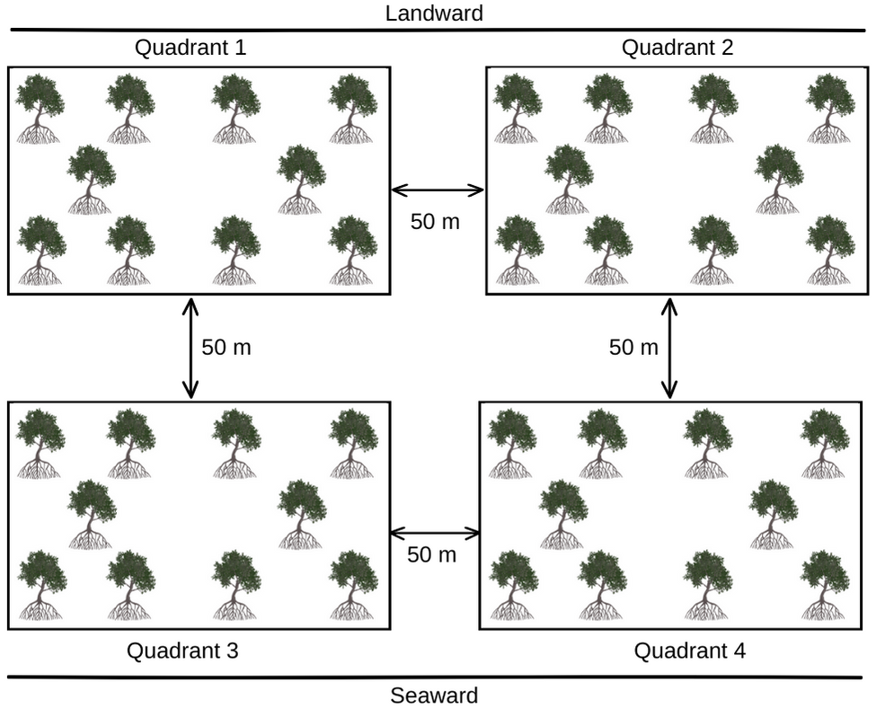 Tree height, canopy cover, and leaf litter production of Rhizophora ...