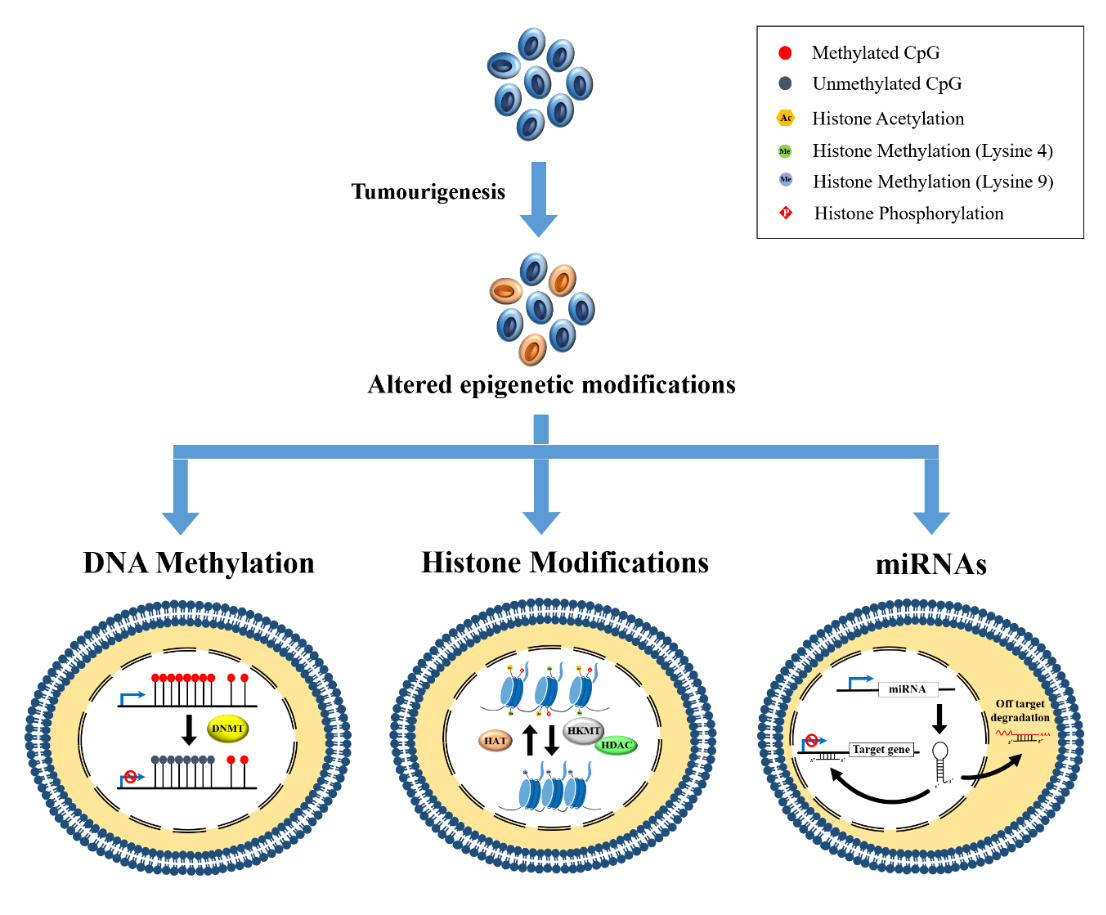 Epigenetics of cancer drug resistance - Academia.edu