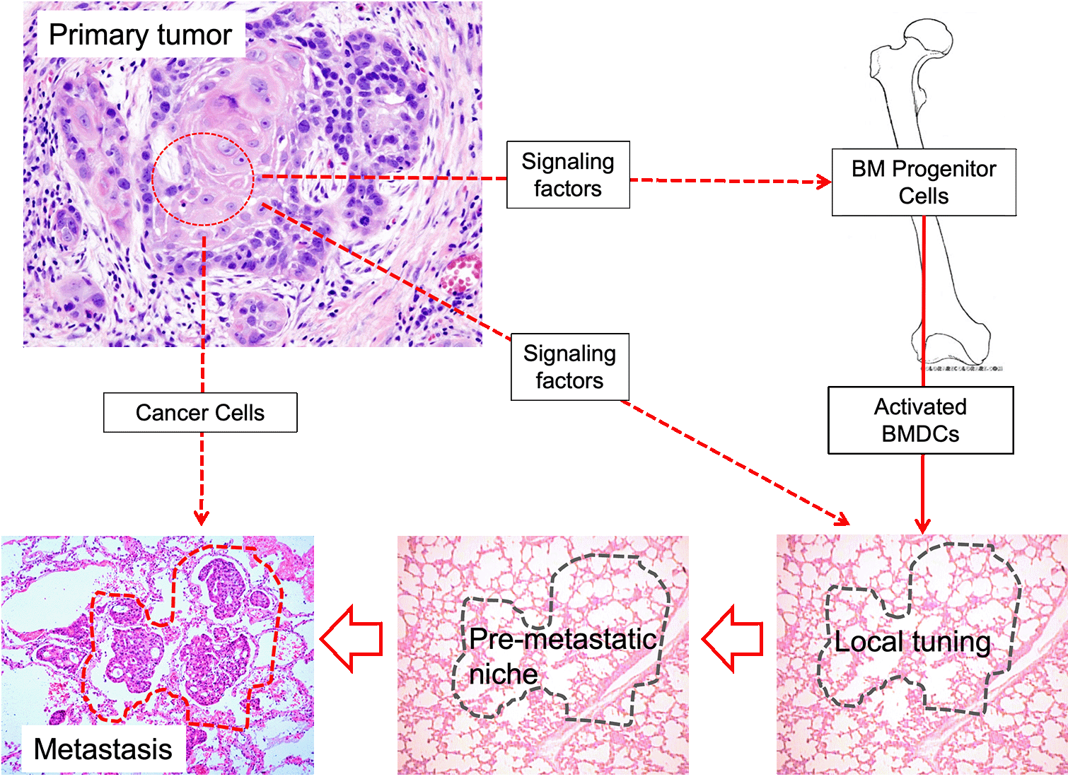 Medical and scientific evidence for the cancer attractor - Academia.edu