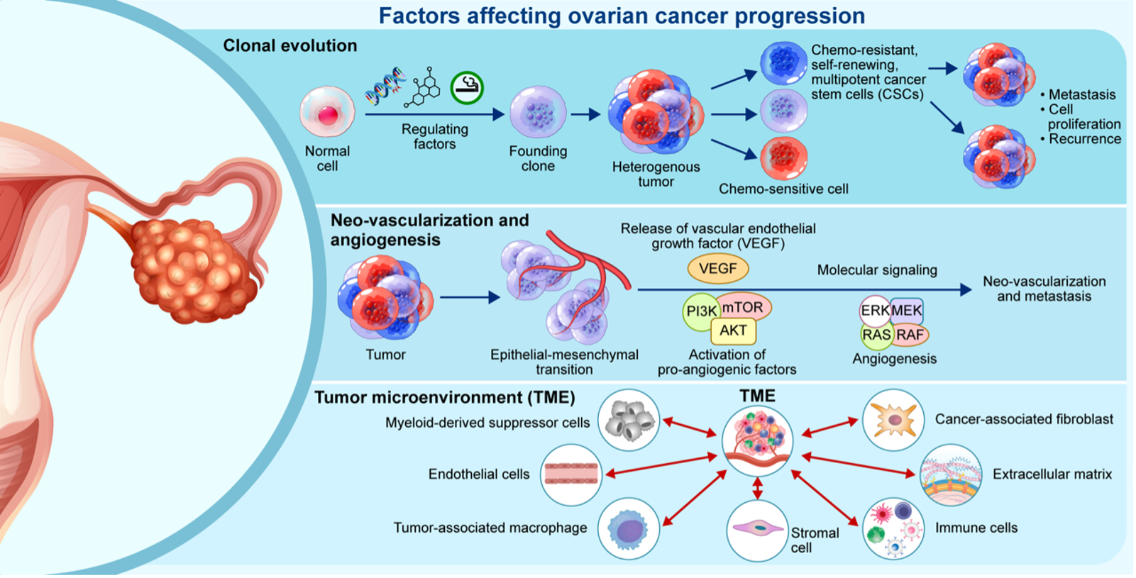Clonal evolution and molecular mechanisms of ovarian cancer: a ...